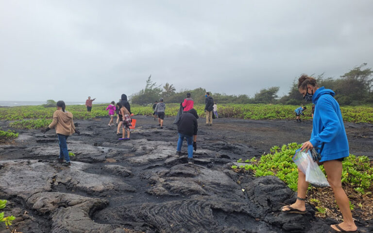 Get Involved - Hawaii Island Hawksbill Project