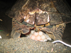Honuʻea of Hawaiʻi - Hawaii Island Hawksbill Project